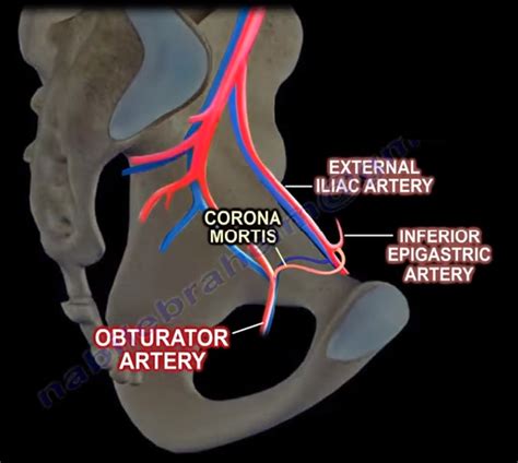 The Obturator Artery Nabil Ebraheim Medium