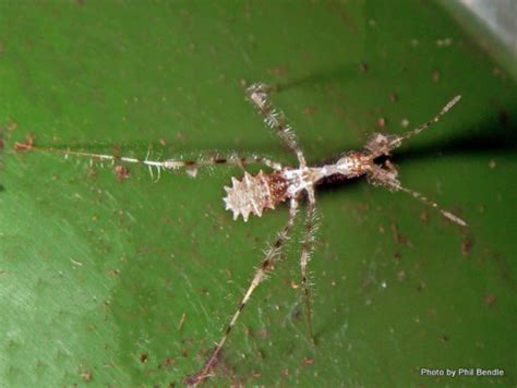 Assassin Bug Manaaki Whenua