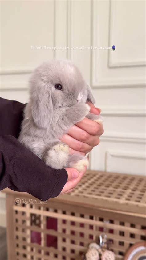 Holland Lop Rabbit Colors And Varieties