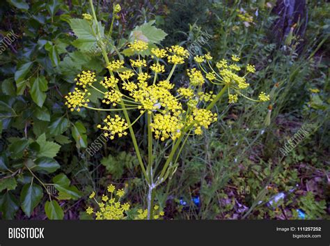 Wild Parsnip Flower Image Photo Free Trial Bigstock