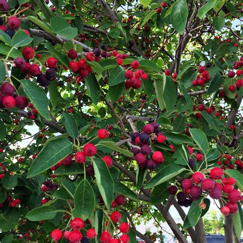 How To Identify Serviceberries Foraging For Edible Wild Berries
