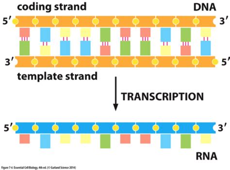 Gene Expression Flashcards Quizlet