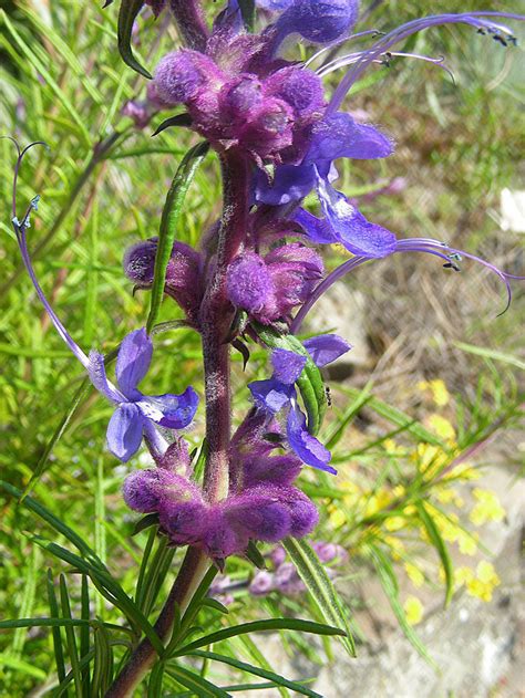 Woolly Bluecurls Trichostema Lanatum San Diego Chapter Cnps