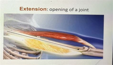 Anatomy And Physiology Flashcards Quizlet