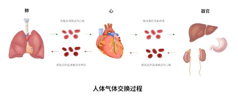 红细胞 医学插画