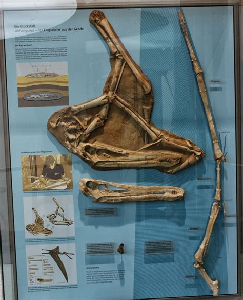 Blog Ornithocheirids On Show