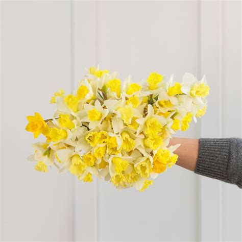 Send Fresh Single Stem Flowers Online Flower Delivery