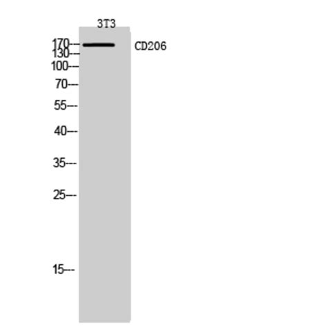 Anti Cd206 Antibody A40666