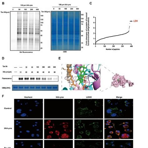 Identification And Validation Of The Target Of Tan Iia Through Abpp In