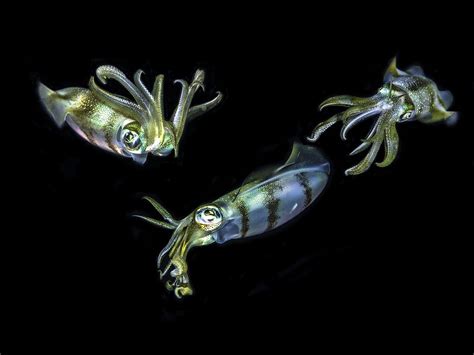 3 Squids By Wayne Macwilliams Underwater Photography Scuba Travel