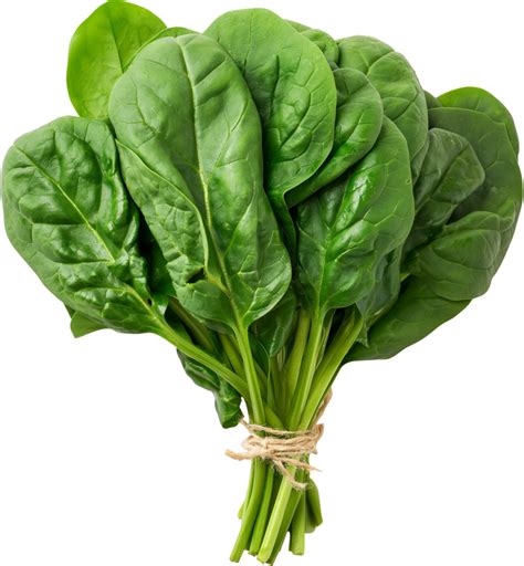 Spinach Pngs For Free Download