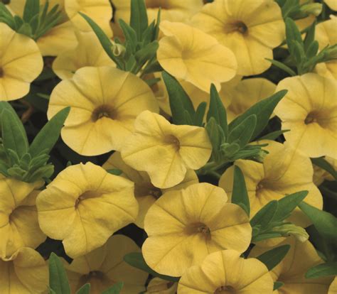 Superbells Yellow Calibrachoa Pahls Market Apple Valley Mn