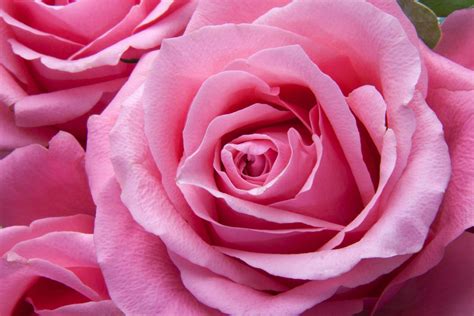 7 Tipos De Rosas