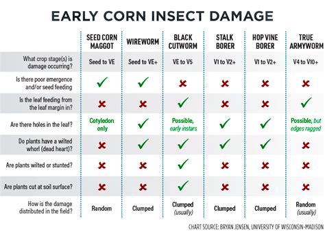 A Perfect Storm For Increased Insect Pressure In Corn Agweb