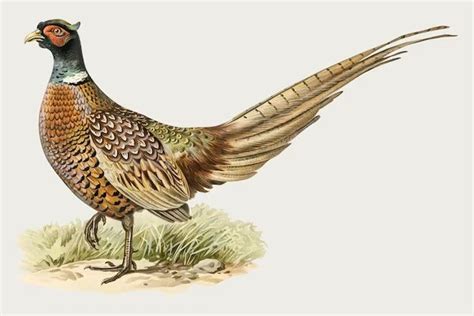 What Are Pheasant Specs Birdful
