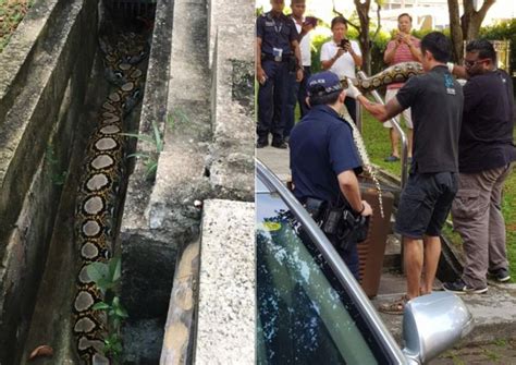 2 5m Long Python With Swollen Belly Rescued From Drain In Bishan