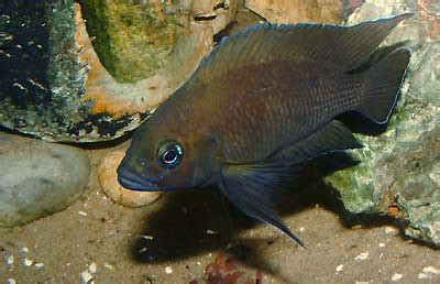 Variabilichromis moorii - Wikipedia