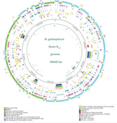 Figure 1 From The Complete Genome Sequence Of The Avian Pathogen Mycoplasma Gallisepticum Strain