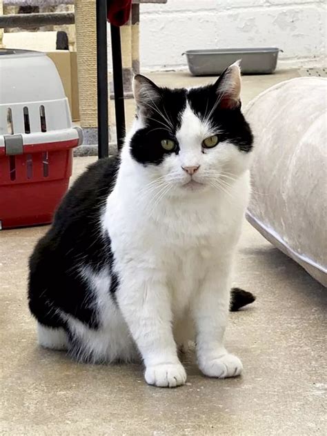 Cat Has Been Waiting 100 Days For New Home Because He Looks Too Grumpy