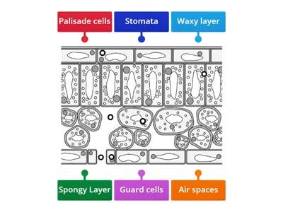 Leaf Cross Section Teaching Resources Leaf Cross Section Teaching Resources