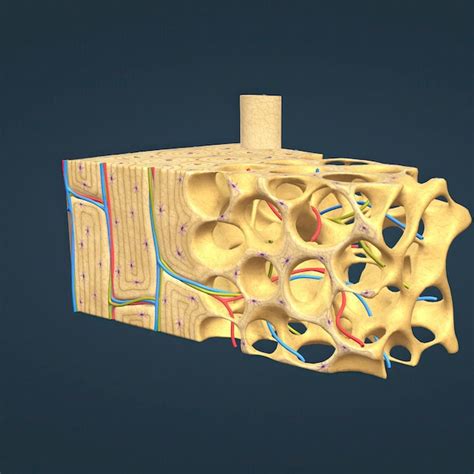 Premium Photo Long Bone Microscopic View Anatomy