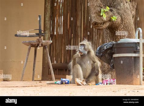 Big Male Chacma Baboon Papio Ursinus Stealing From A Rubbish Bin With