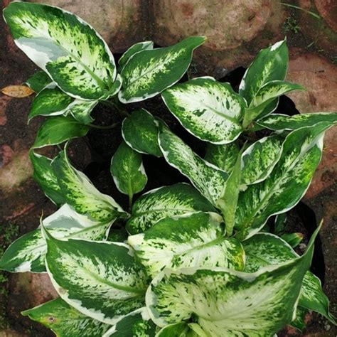 Jual Diven Lukisan Cinta Diven Tissue Aglonema Tisu Shopee Indonesia