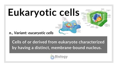 Eukaryotic Cells Definition And Examples Biology Online Dictionary