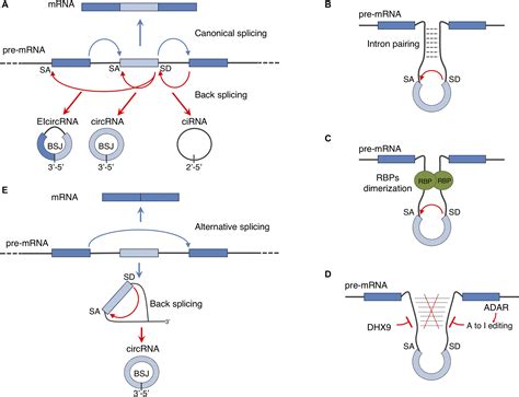Frontiers Non Coding RNAs In Nervous System Development And Disease