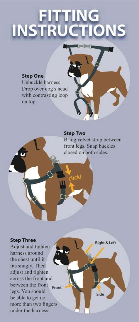 How To Put The Freedom No Pull Harness On Your Dog Pet Expertise