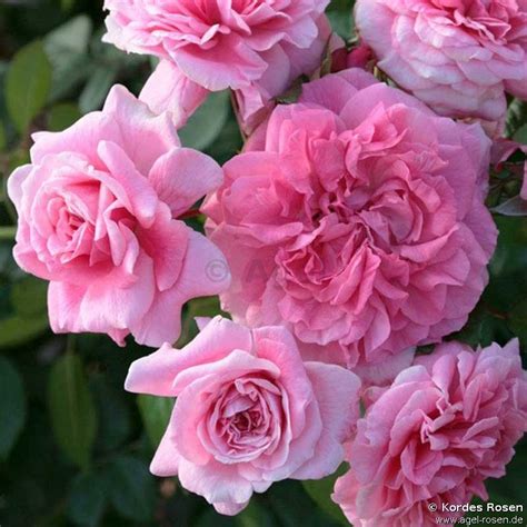 Buy Zaide ® Shrub Rose Agel Rosen
