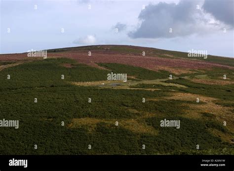 The Heather Clad Hills Of The Dartmoor National Park In Devon Stock