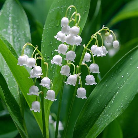 Buy Lily Of The Valley Convallaria Majalis