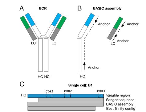 Basic B Cell Receptor Assembly From Single Cells Rna Seq Blog