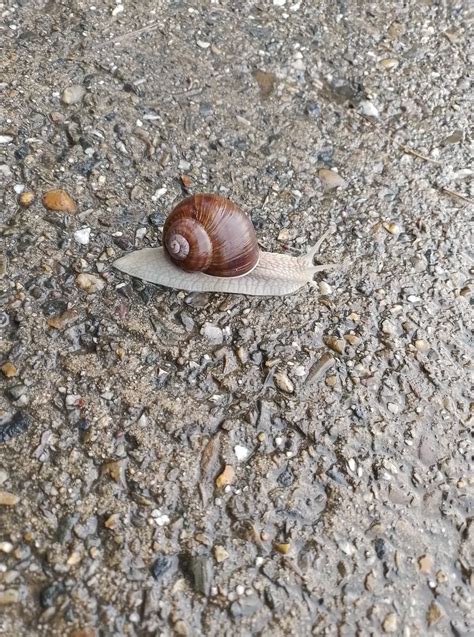 Overview For Garry The Sexy Snail