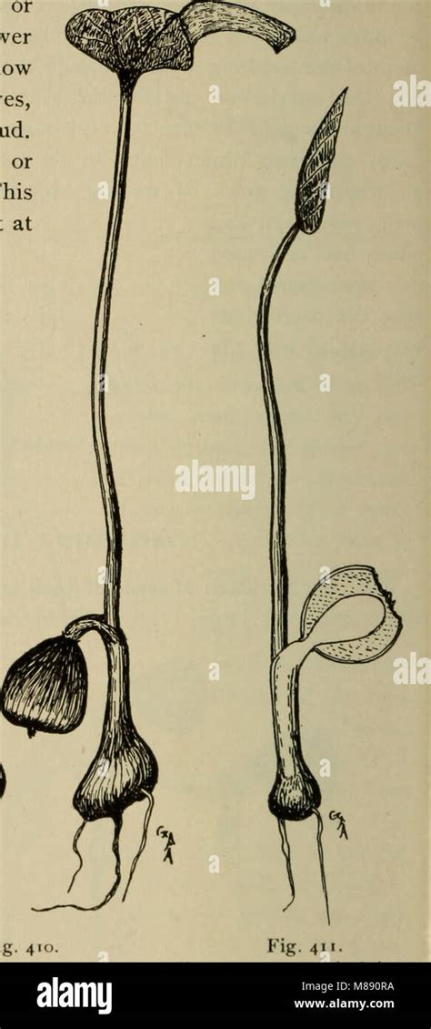 Elementary Botany 1898 Fournit Une Introduction à Létude Des Plantes