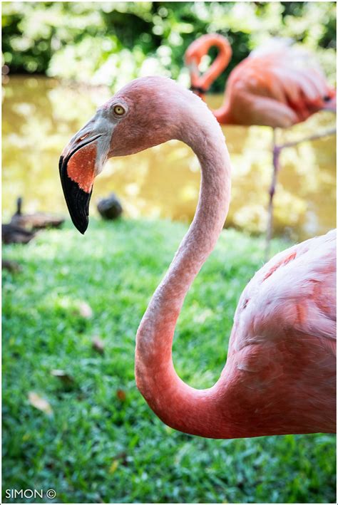 Dsc0191  Simon R Flickr