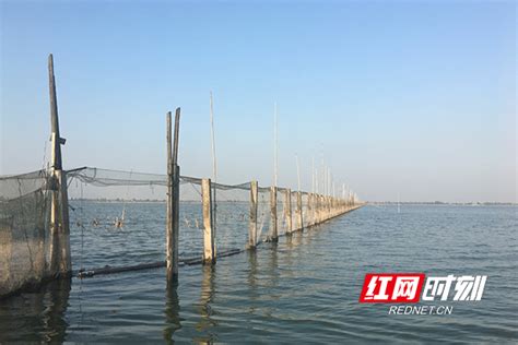 大通湖治理两周年：恢复自由身，水草 疗伤”初见成效凤凰网