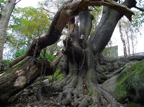 Chained Oak The Famous Chained Oak That Inspired The Hex… Flickr
