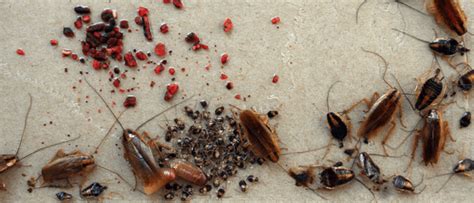 German Cockroach Eggs Hatching