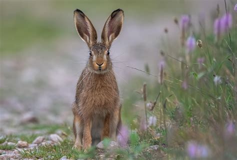 Hare Rabbits Bunny Free Photo On Pixabay