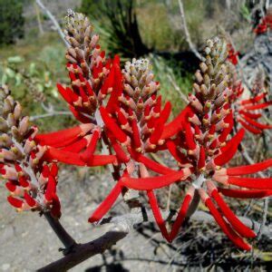 The Plant List The Arizona Native Plant Society