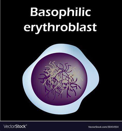 Structure Erythrocyte Royalty Free Vector Image