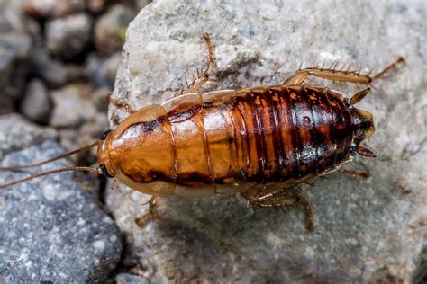 Celatoblatta Vulgaris Southern Alps Photography