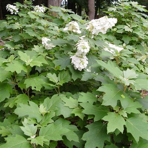 Oakleaf Hydrangea Hydrangea Quercifolia Plant Addicts