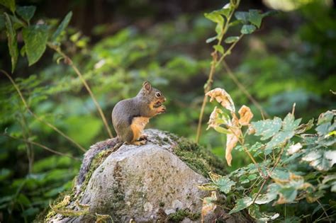 Premium Photo Squirrel Eating Nut