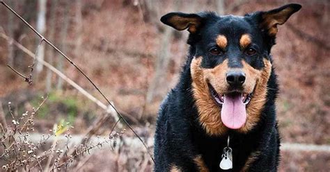 Rottweiler Mix German Shepherd Puppies