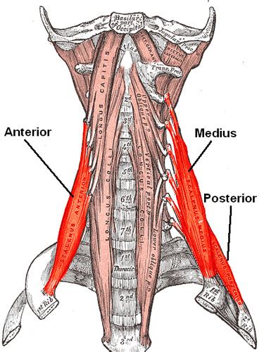 Muscles Of The Neck And Vertebral Column That Move The Head And Trunk