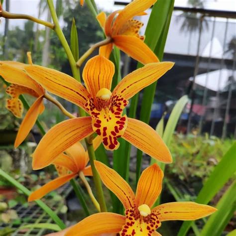 Cymbidium Htc