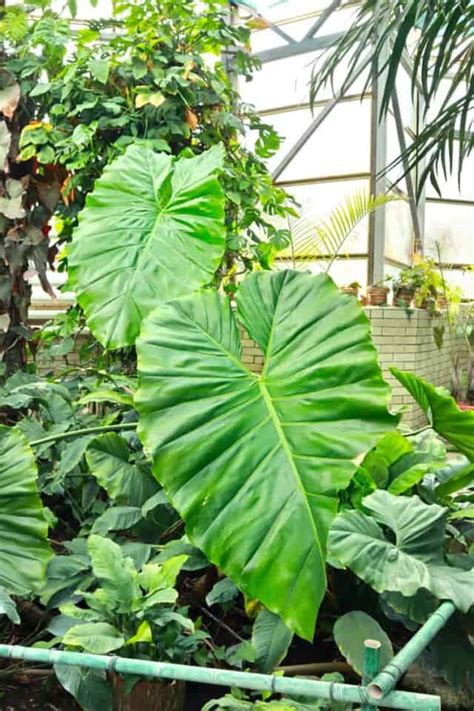 The Best Large Philodendron Plants Big Leaf Varieties
